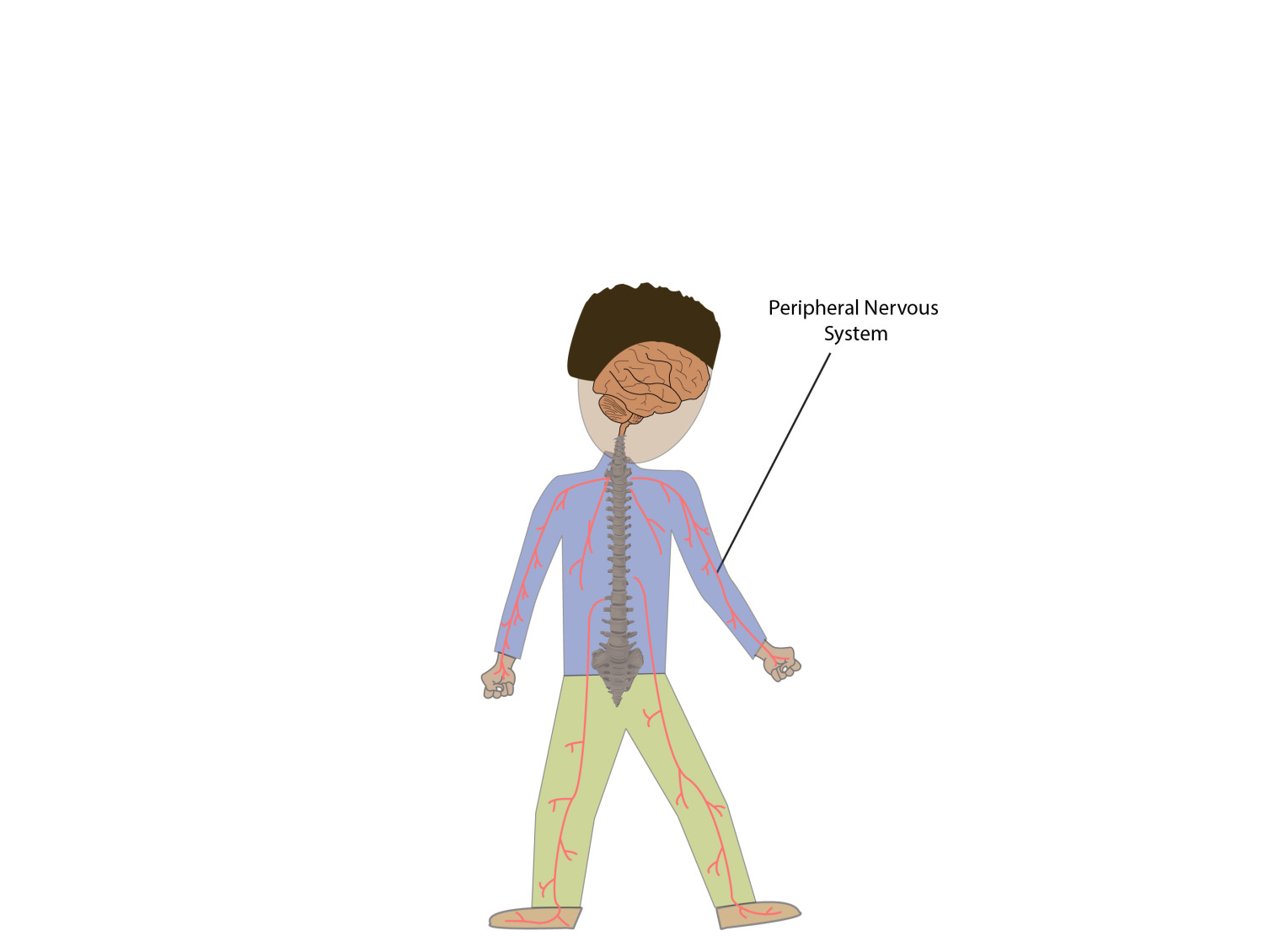 Fig 5 CNS with PNS with labels - Exploring Medicine